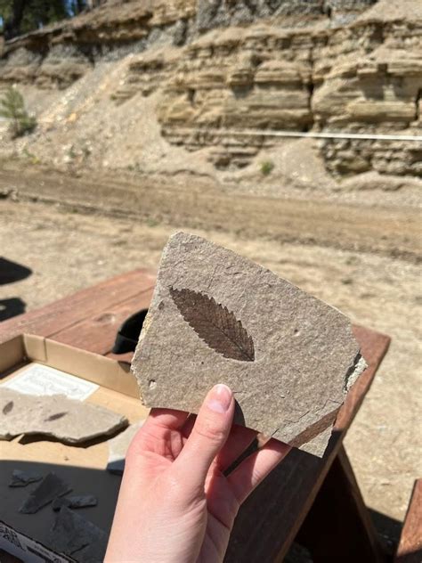These Are The Best Colorado Places To Find Fossils Agates Crystals
