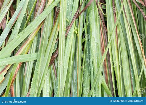 Raindrop On Describe Stock Image Image Of Natural Vegetable 126307205