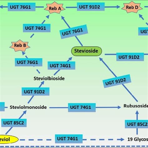 Steviol Glycosides Glycemic Index At Mercedes Jackson Blog