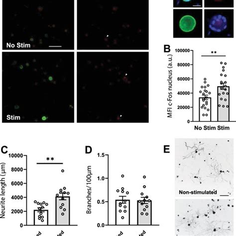 Increased Neuronal Activity Promotes Neurite Outgrowth A Download