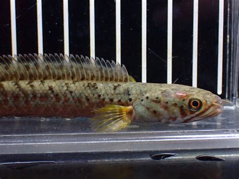 決算セール10OFFクーポン対象個体淡水魚通販大特価 No2 チャンナ sp パルダリス ブルームーンギャラクシースネークヘッド