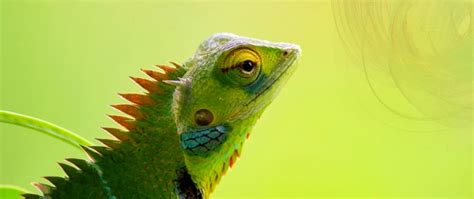 Cossack Labs Dev Community