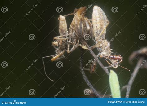 Close Shot Of The Spined Assassin Bug Stock Image Image Of Creepy Harpactorinae 252611939