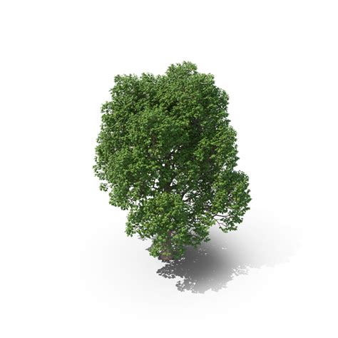 Tree PNG Images PSDs For Download PixelSquid S112181194
