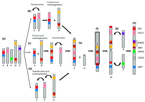 Evolution Of The Proto Sex Chromosome 1 Of S Senegalensis From