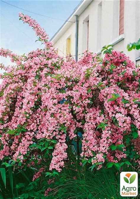 Вейгела "Розеа" (Rosea) - Цветущие - купить в Одессе, Украине по цене ...