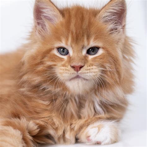 Maine Coon Kittens For Sale - Beautiful, Big and Healthy Babies