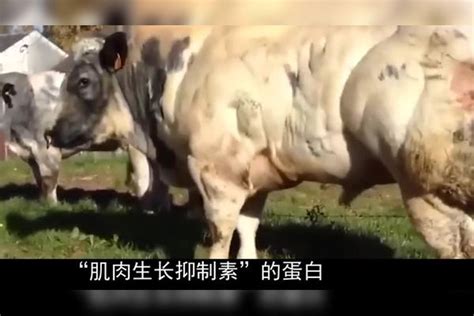 人为改造的肌肉牛只能剖腹不能顺产 肉牛 顺产 改造