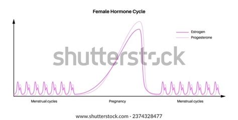Female Hormones Lifestyle Graph Estrogen Progesterone Stock Vector Royalty Free 2374328477