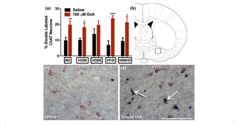 C Fos Expression In Cholinergic Neurons Chat Of The Basal Download Scientific Diagram