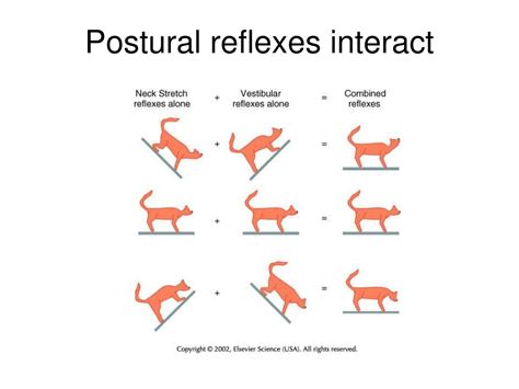 Ppt Motor Cortex Neural Pathways And Reflexes In Postural Systems