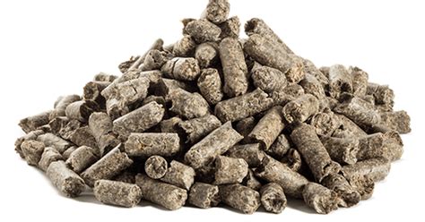 Sugar Beet Pulp Molassed