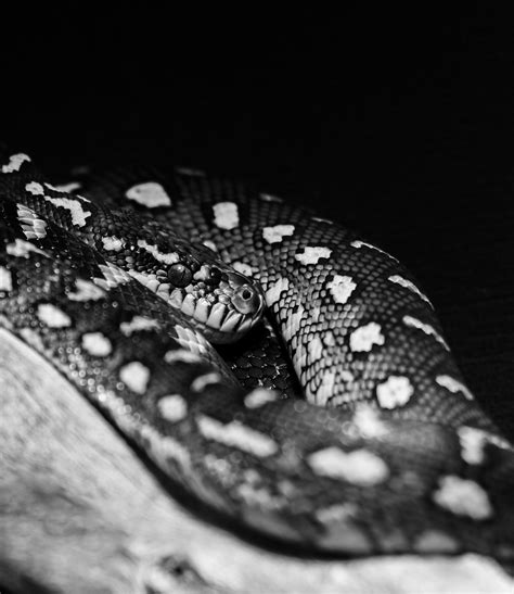 蛇 Python 爬虫 Pixabay上的免费照片 Pixabay