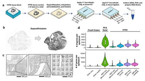 dbit seq in tissue barcoding for spatially revolved whole transcriptome sequencing at cellular