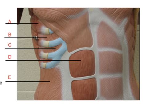 Muscles Flashcards Quizlet