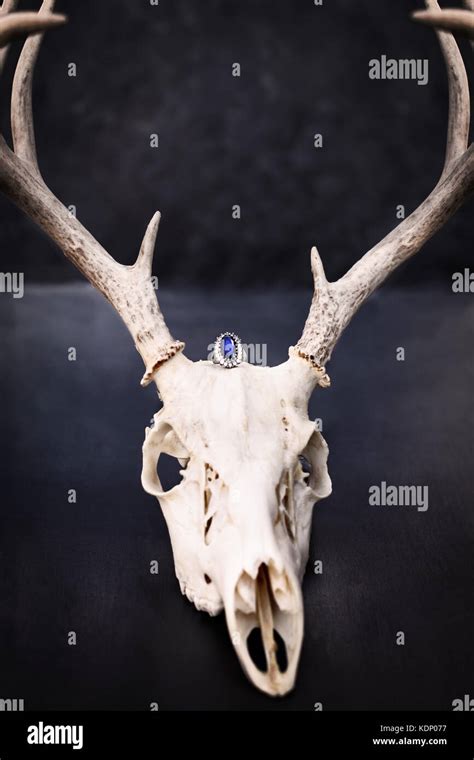 Whitetail Deer Skull Anatomy