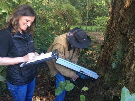 Tree Disease Insect Treatment Prevention Seattle Tree Care Greater Seattle Region