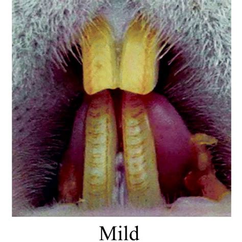 Dental Fluorosis Classification In Rats Download Scientific Diagram