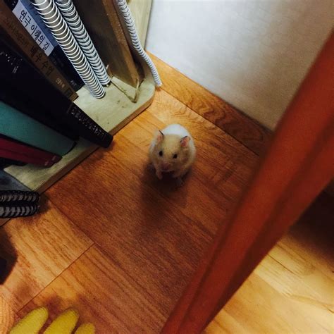 The Chaser Onewe Wiki Fandom