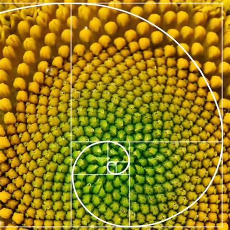 Secuencia Fibonacci Epuzzle Foto Puzzle