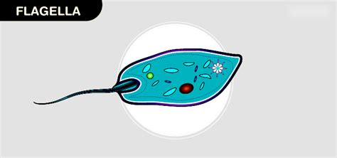 Understanding Flagella Structure Types And Function