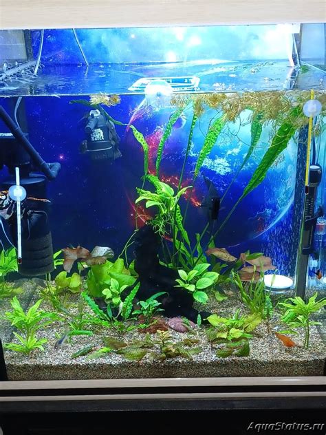 Мой новый аквариум 135 литров (Vichenka) (Мой аквариум)