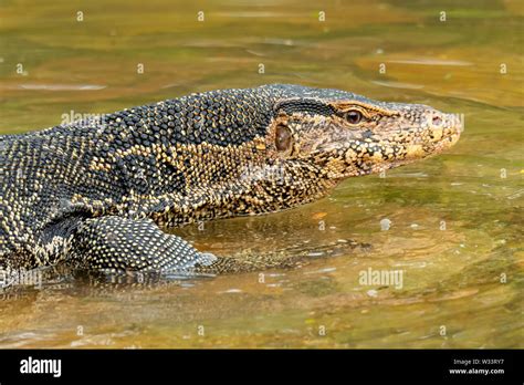 Asian Water Monitor Lizard