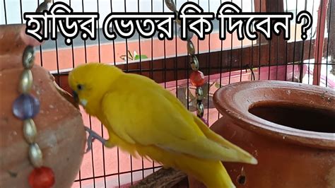 খাঁচায় বাজরিগার পাখির হাঁড়ি কিভাবে সেট করতে হবে পাখির হাঁড়ির মাপ পাখি লালন পালন Youtube