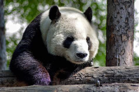 新手玩python Pandas 資料分析的基本功是學資料篩選 書寫觀點tw