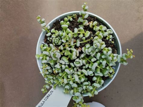 Crassula Corallina Siracactus Succulente Sicilia Vendita Online