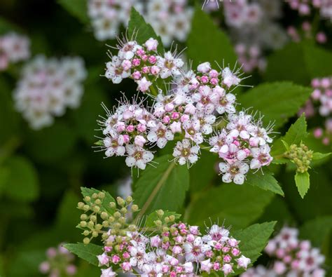 Plants That Never Need Pruning Ever 5 Expert Picks