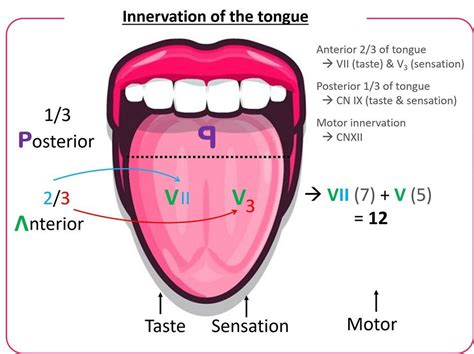 Cranial Nerve Innervation Of The Tongue Mnemonic Cranial Nerves Mnemonics Glossopharyngeal Nerve