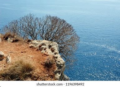 Naked Tree Clinging White Cliff Overlooking Stock Photo Shutterstock