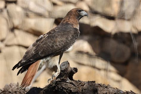 Red Tailed Hawk