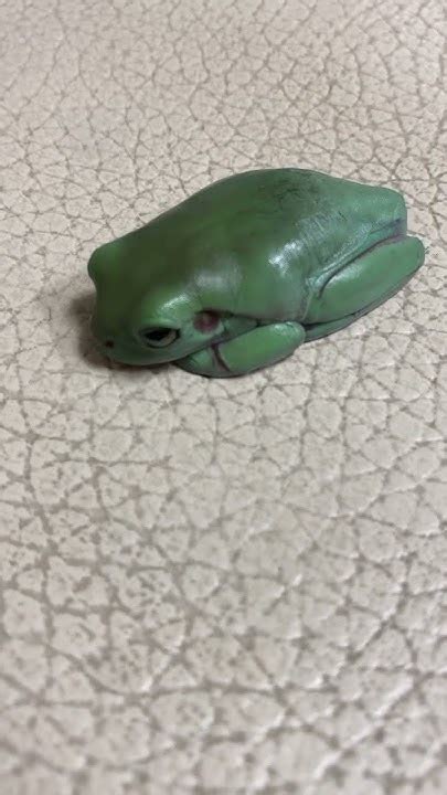 개구리가 자는 모습 Youtube