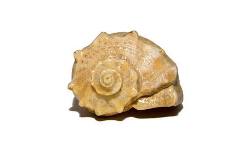 Large Shell On White Background Isolated On White Background Stock