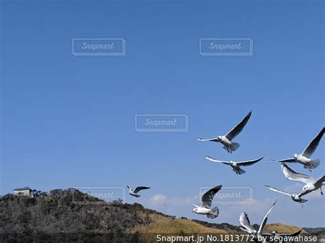 空を飛んでいるカモメの群れの写真・画像素材 Snapmart（スナップマート）