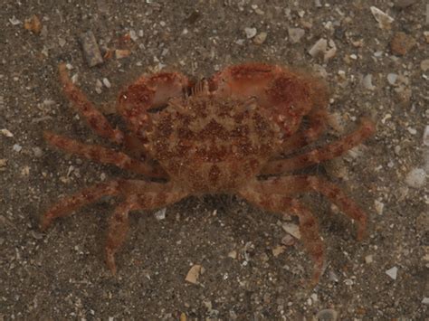 Pilumnus Minutus · Inaturalist