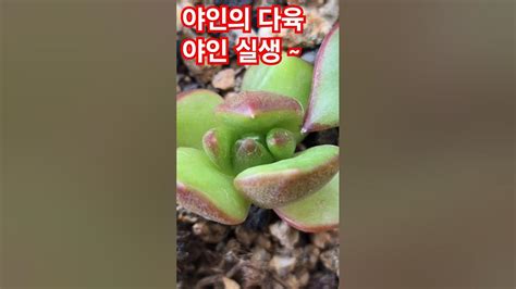 주말 오늘도 화이팅 입니다 ~ 이찬원 파종이 실생 다육 다유기 다육이 다육식물 반려식물 다육판매 다육이판매 다육이키우기 다육인스타그램 매혹이 청주