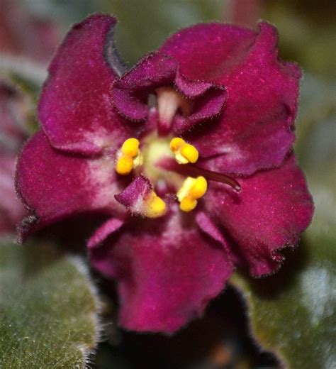 Types Of Fuchsia Colored Flowers