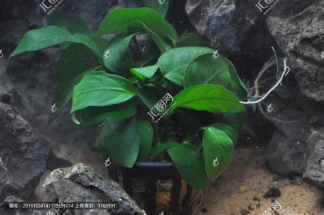小巴榕 盆景盆栽 植物花草 摄影 汇图网www huitu
