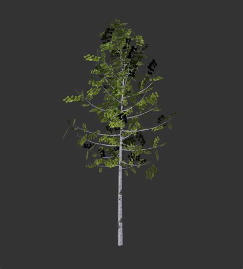 Birch Tree Wind Animation Model TurboSquid
