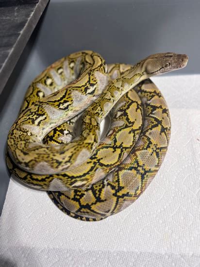 875 Anery Kalatoa Reticulated Python By J Brooks Reptiles