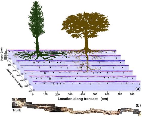 Mapping Of Root Systems With Gpr Showing The Potential For Radargrams Download Scientific