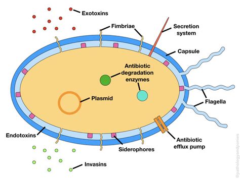 Bacterial Virulence Factors Pathology And Ponies