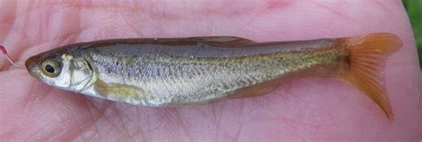 アブラハヤ 2015 01 02 WEB魚図鑑