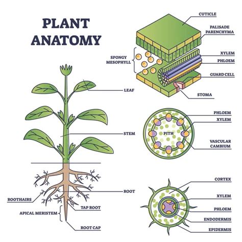 Vascular Plants Diagram