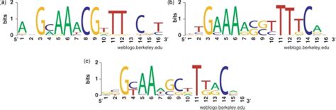 Consensus Sequence Logos A Bioinformatics Logo From Ref 14 Based Download Scientific