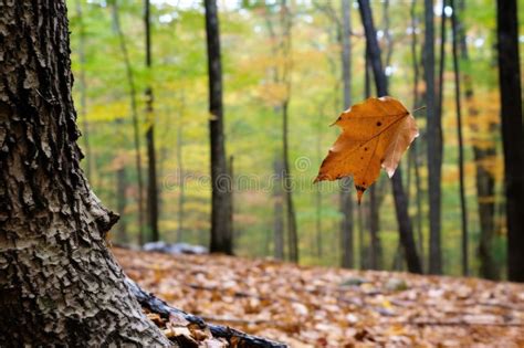 A Solitary Leaf Falling From Tree In A Forest Stock Image Image Of