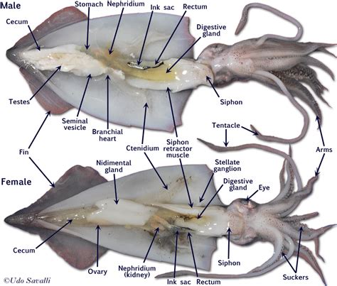 Squid Dissection Labeled Squid Anatomy Stock Illustrations 58